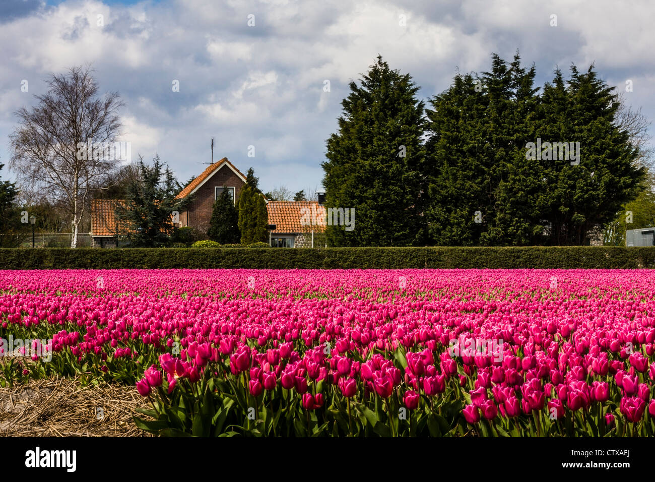 Tulip fields near Egmond aan Zee (part of Egmond-Binnen in Bergen) off ...