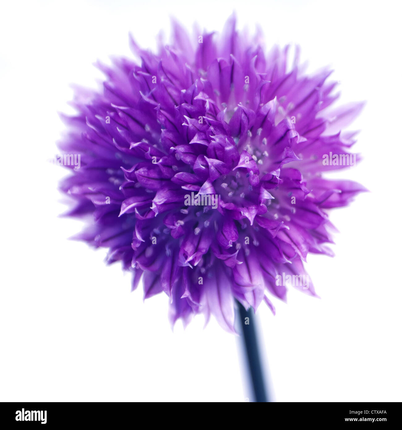 Chive flower head against white background Stock Photo - Alamy