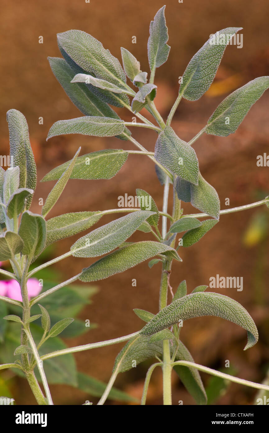 Common sage (Salvia officinalis) plant Stock Photo - Alamy