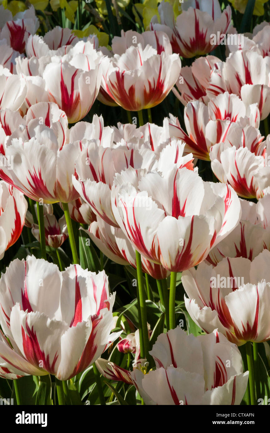 Triumph tulip happy generation hi-res stock photography and images - Alamy
