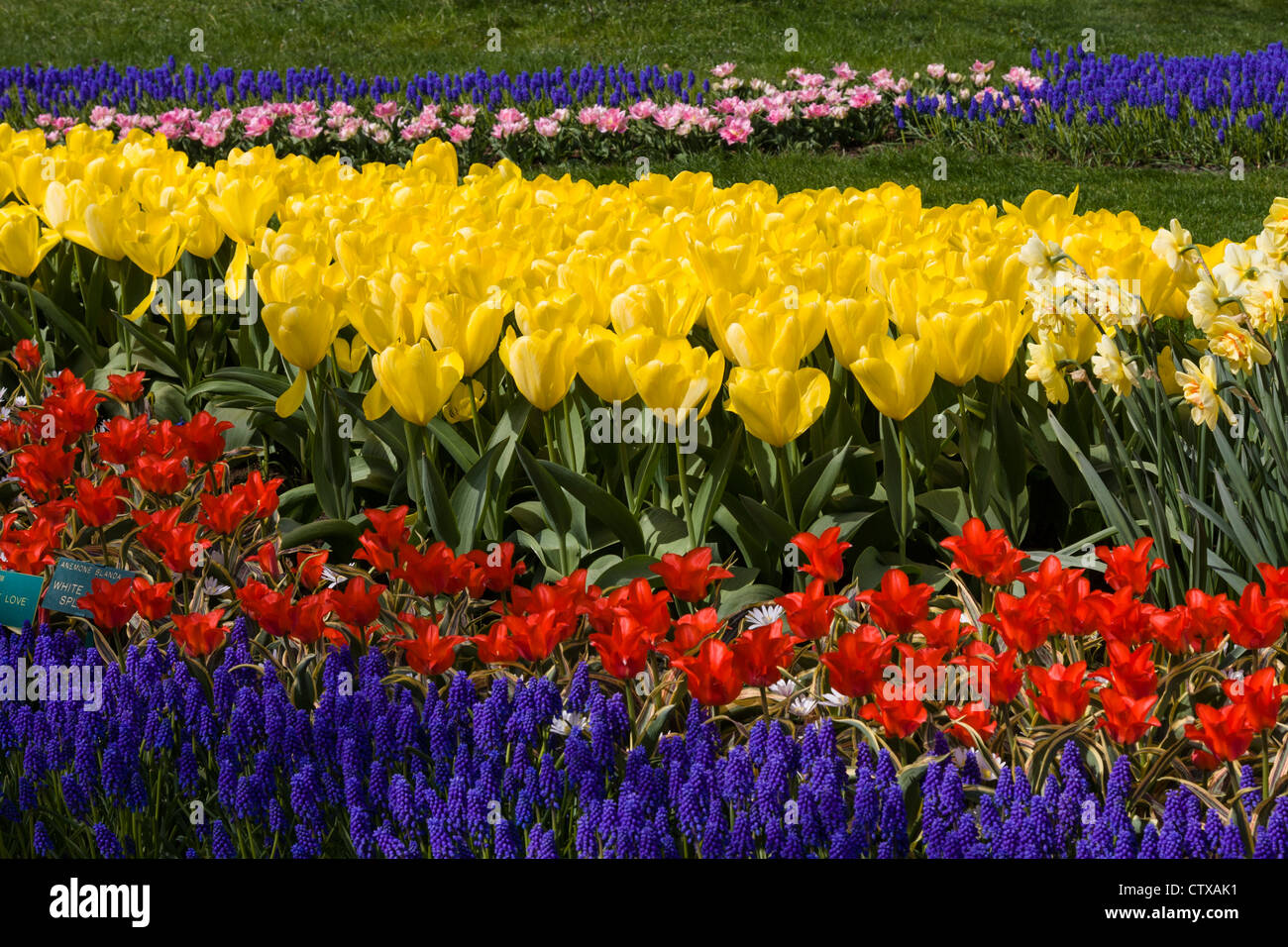 Muscari and Tulips, Tulipa fosteriana 'YELLOW EMPRESS', at Keukenhof ...