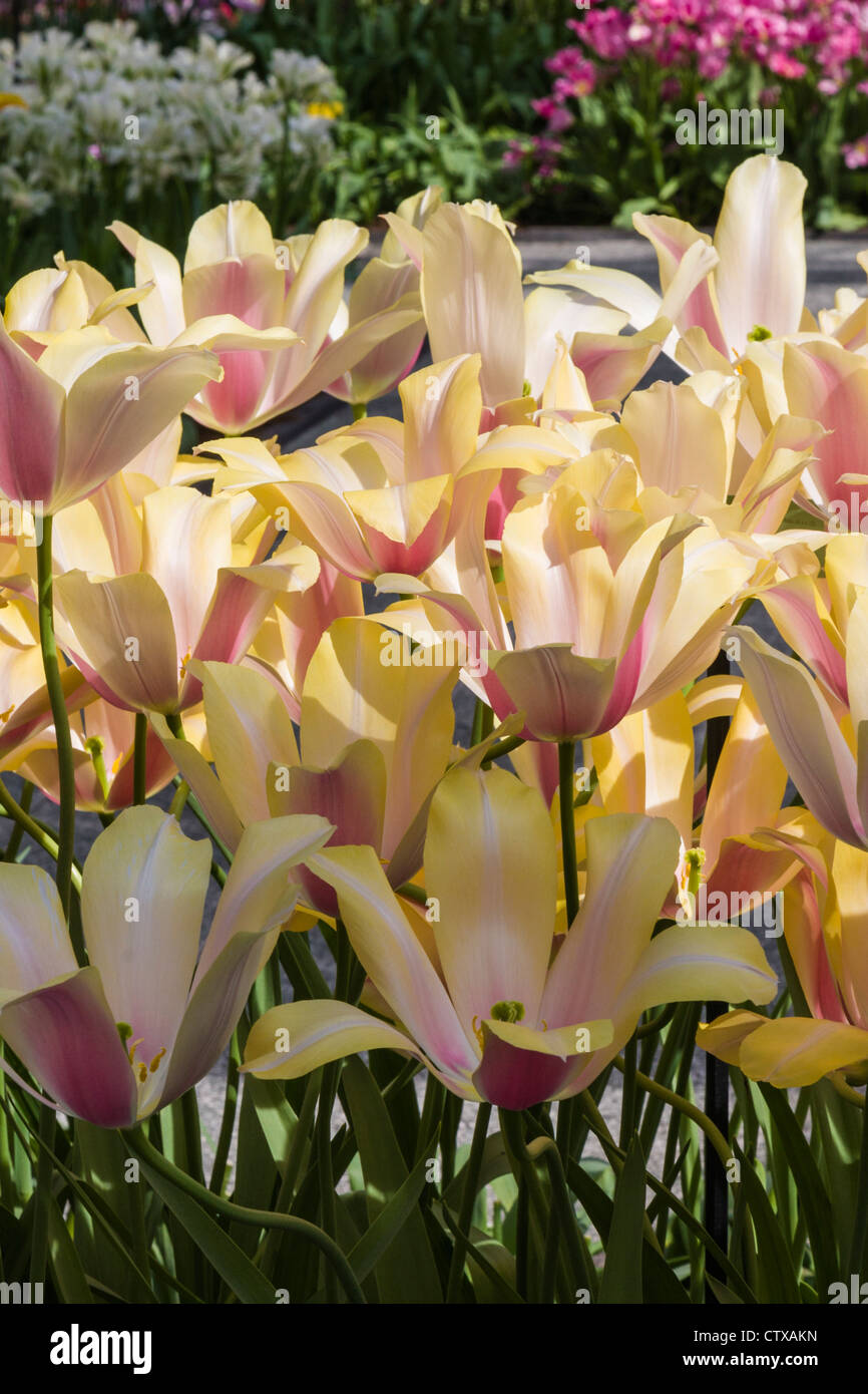 Backlit tulips at Keukenhof Gardens in The Netherlands Stock Photo - Alamy