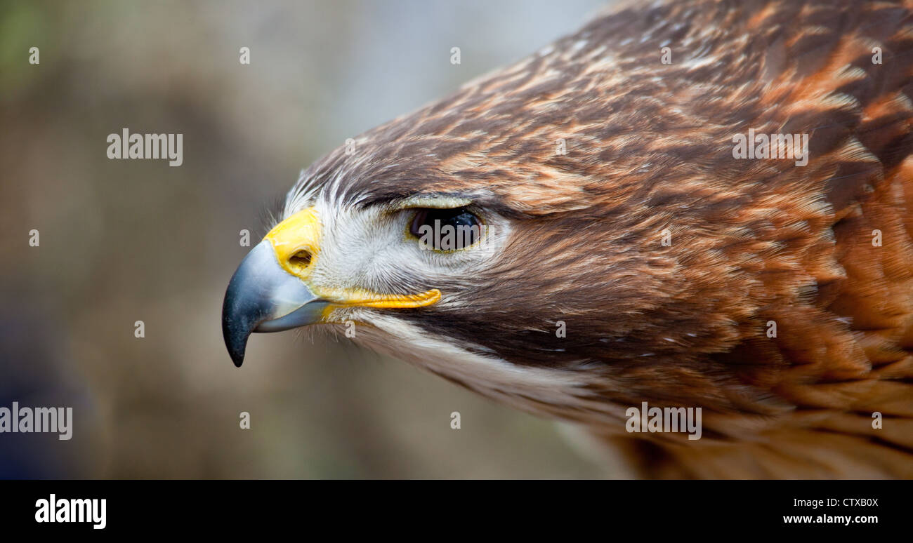 Eagle scanning hi-res stock photography and images - Alamy