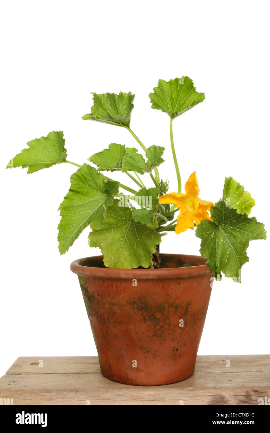 Flowering courgette vegetable plant in a terracotta pot on a wooden ...