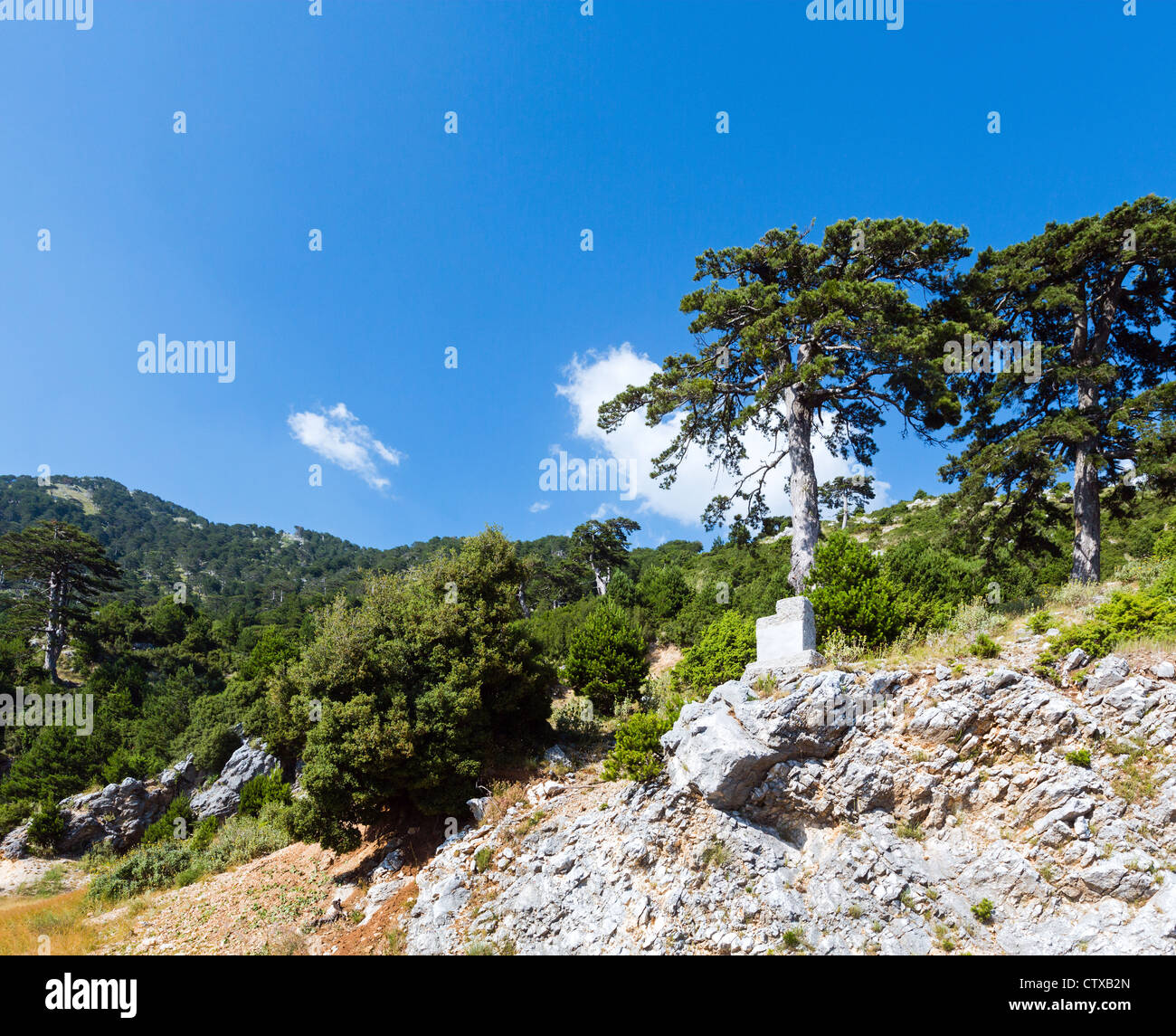 Summer Llogara pass view with pine trees on mountainside (Albania Stock ...