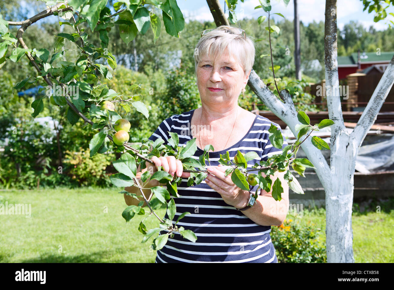 Senior adult woman standing near apple-tree with green apples brunch ...