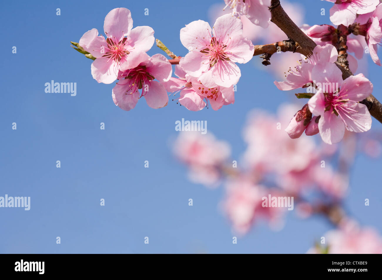 Beautiful colorful fresh spring flowers with clear blue sky Stock Photo ...