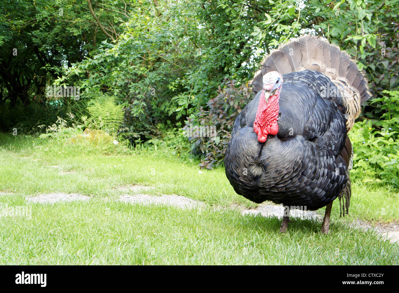 Turkey bird poultry hi-res stock photography and images - Alamy