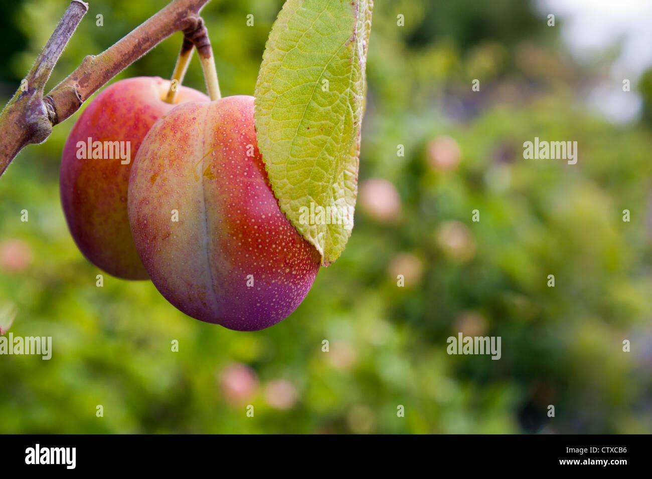Victoria plum,Prunus domestica, fruit tree Stock Photo - Alamy