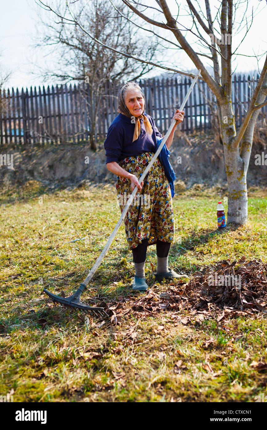 Old farm woman spring cleaning with a rake in a walnut orchard Stock ...