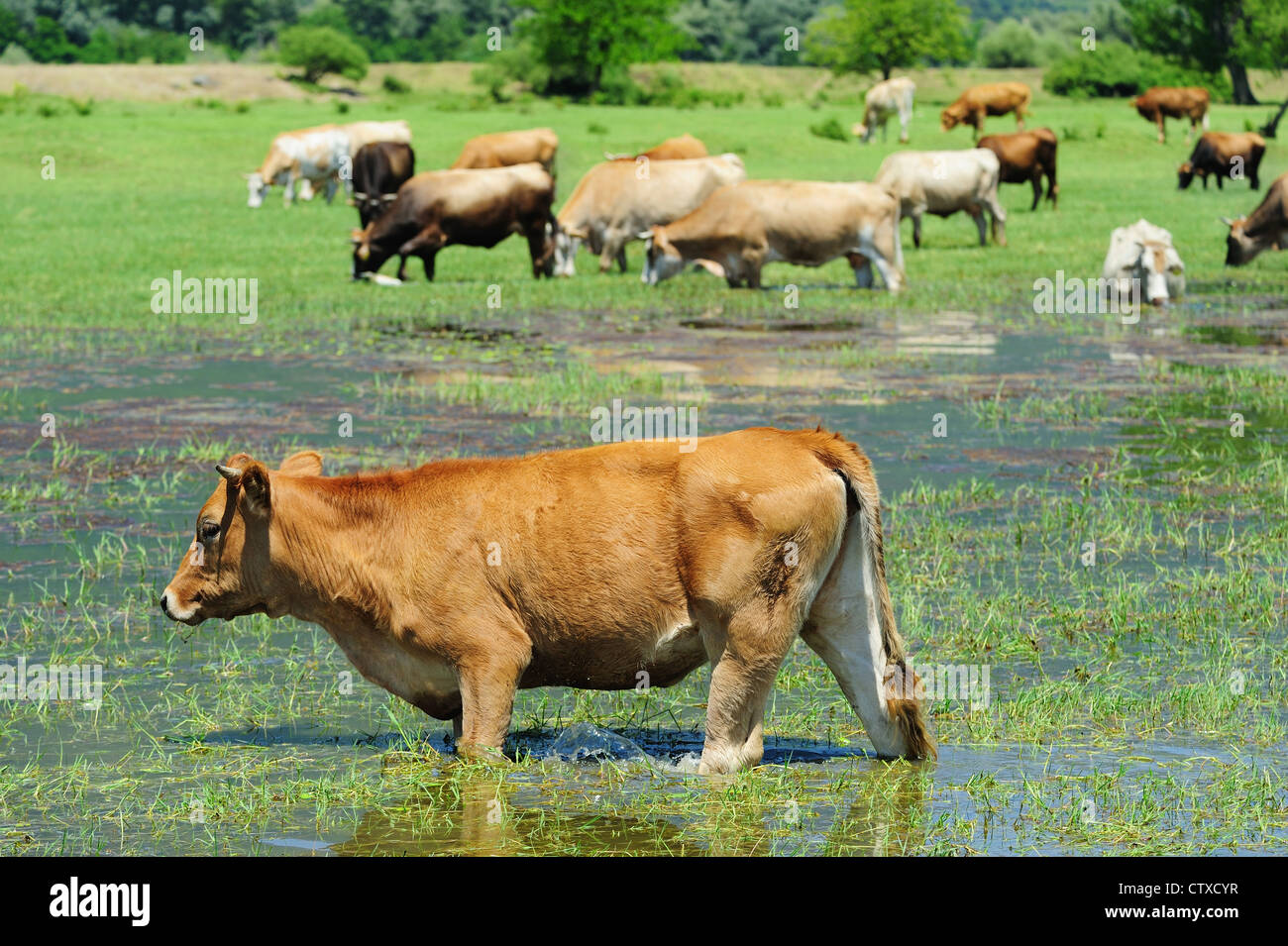 Cow in water Stock Photo - Alamy