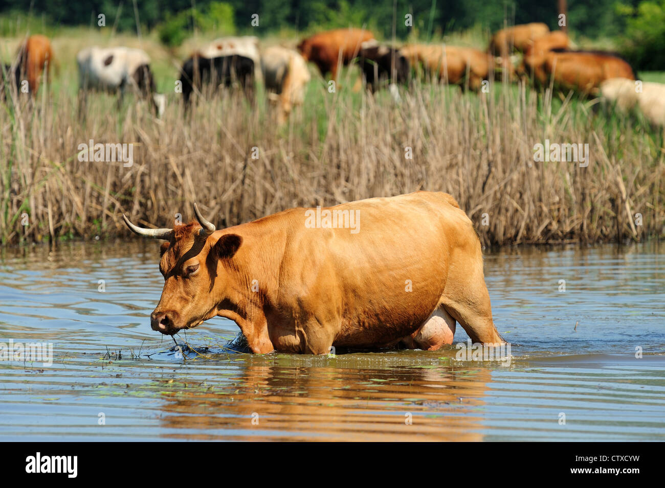 Cow in water Stock Photo - Alamy