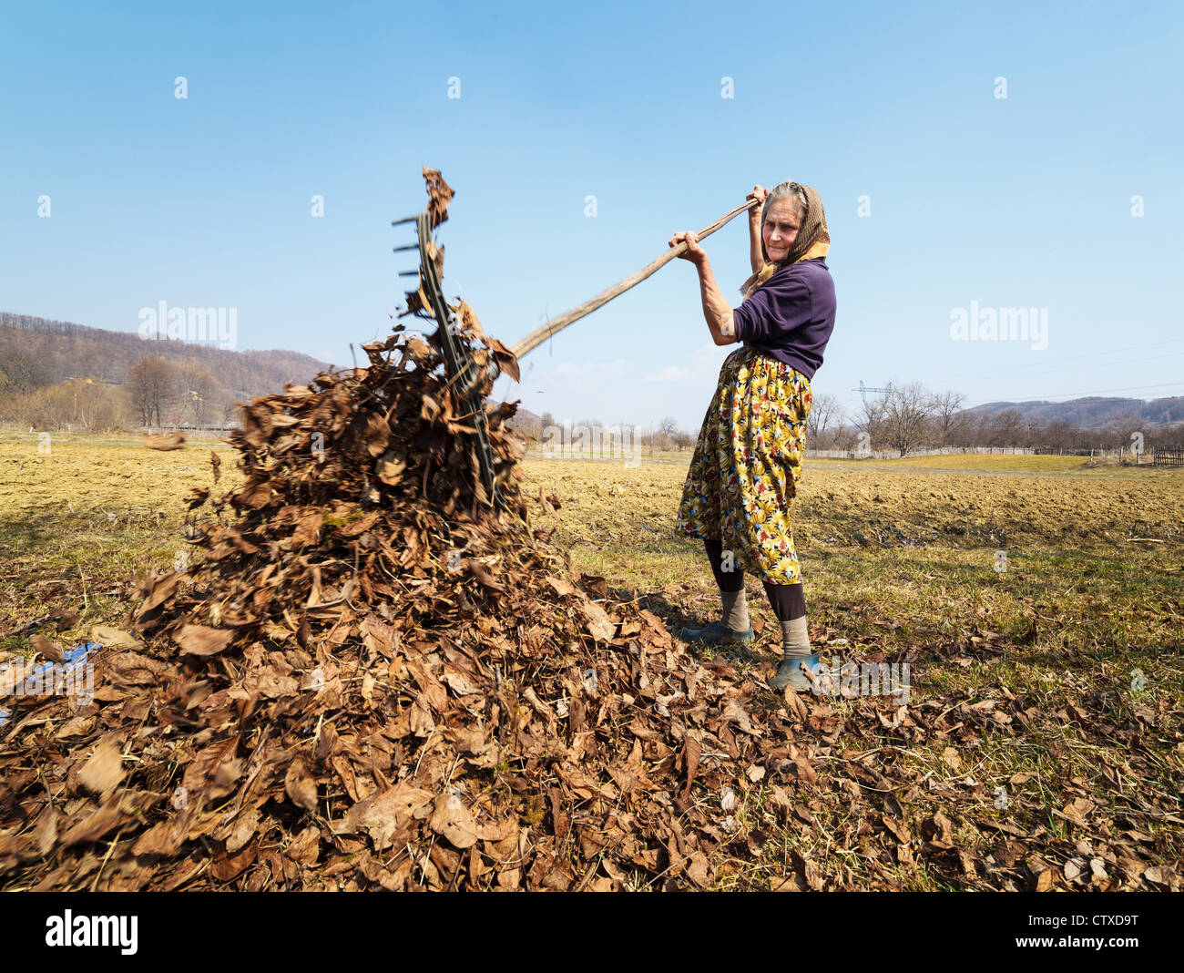 Rake Leaves High Resolution Stock Photography and Images - Alamy
