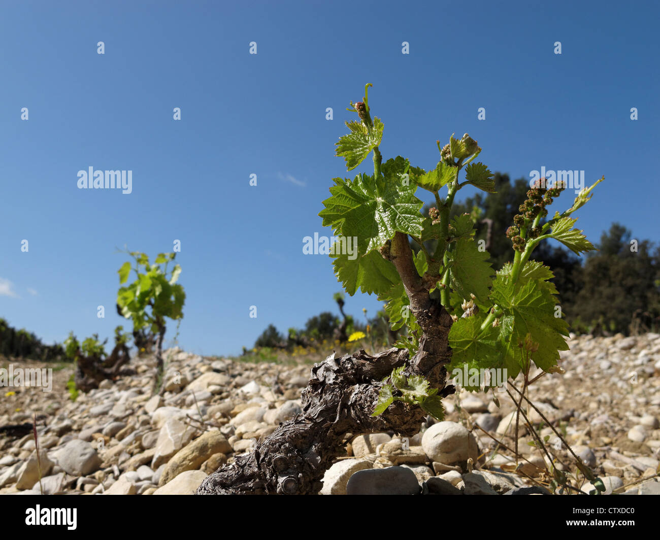 Young grapevine in spring hi-res stock photography and images - Alamy