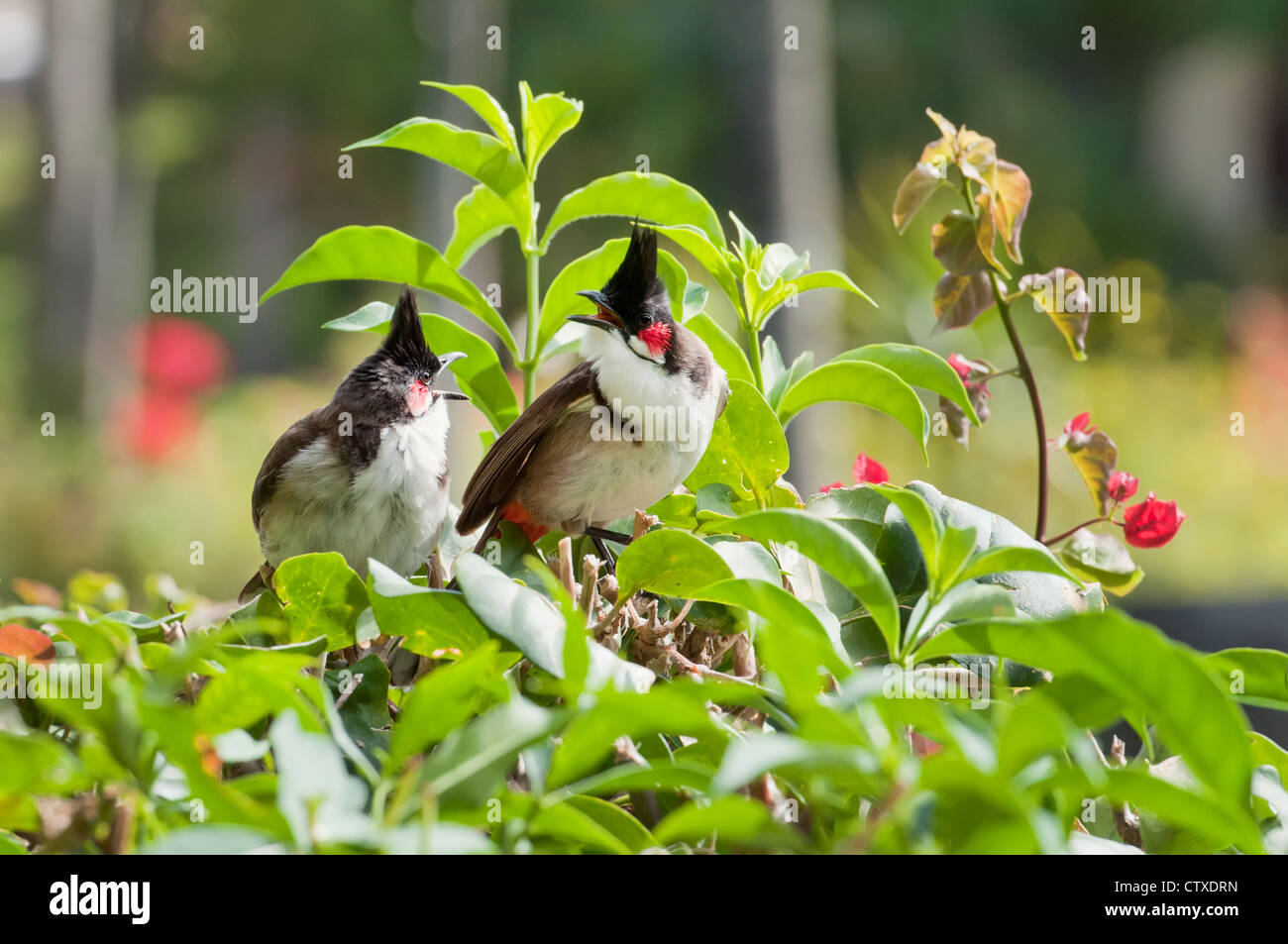 Pycnonotus jocosus red whiskered hi-res stock photography and images ...
