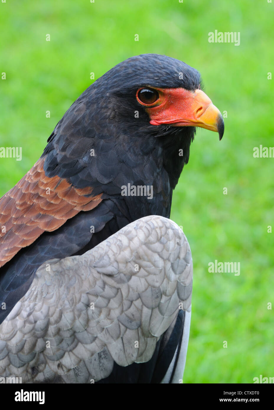 Bateleur eagle close up hi-res stock photography and images - Alamy