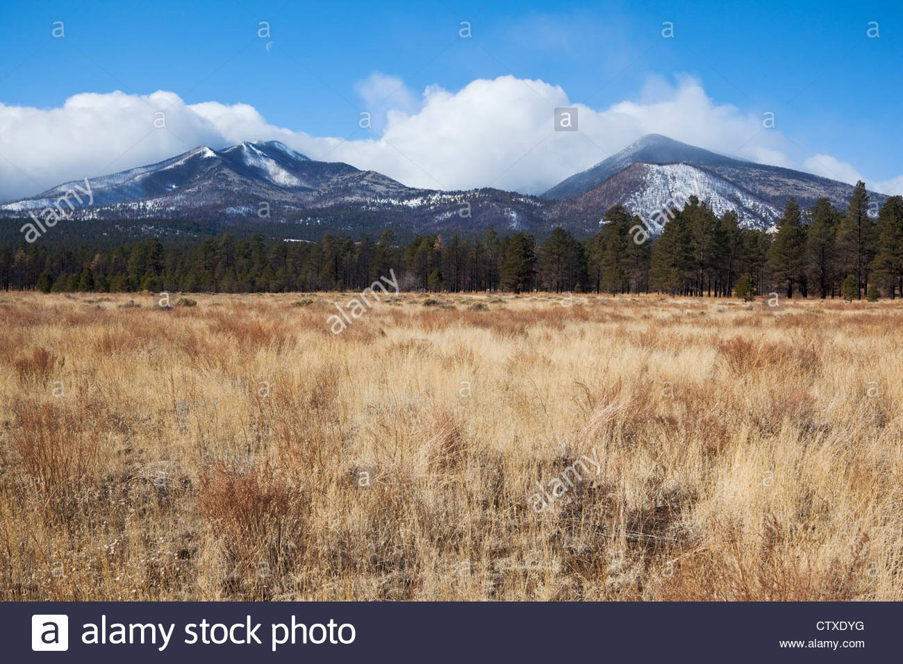 Coconino National Forest Arizona Stock Photos & Coconino National ...