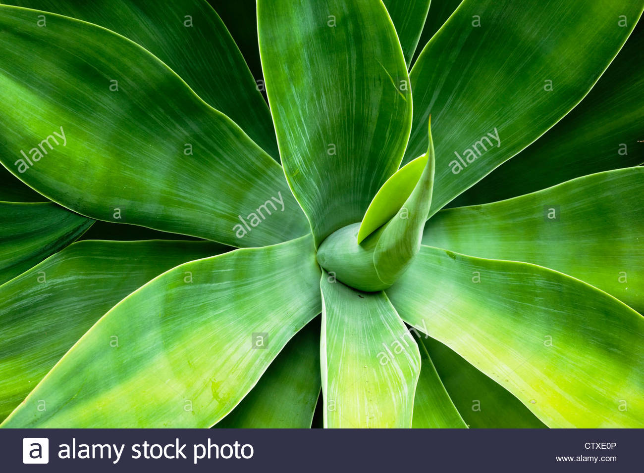 Yucca Garden High Resolution Stock Photography and Images - Alamy