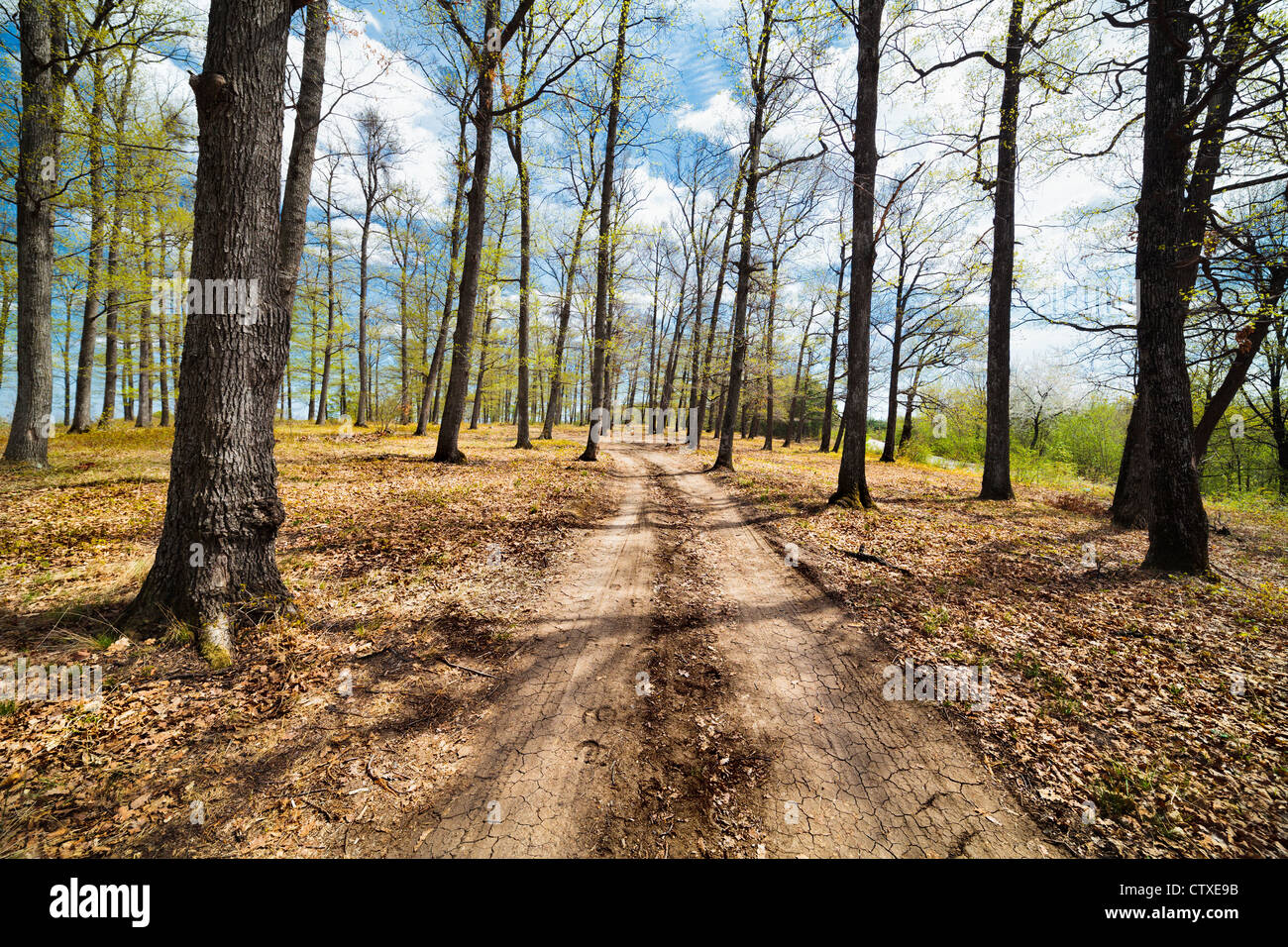 Landscape with dirt road in a beech forest with blue sky and clouds ...