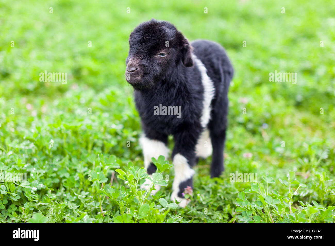 Portrait of a new born baby goat standing in a grass field Stock Photo ...