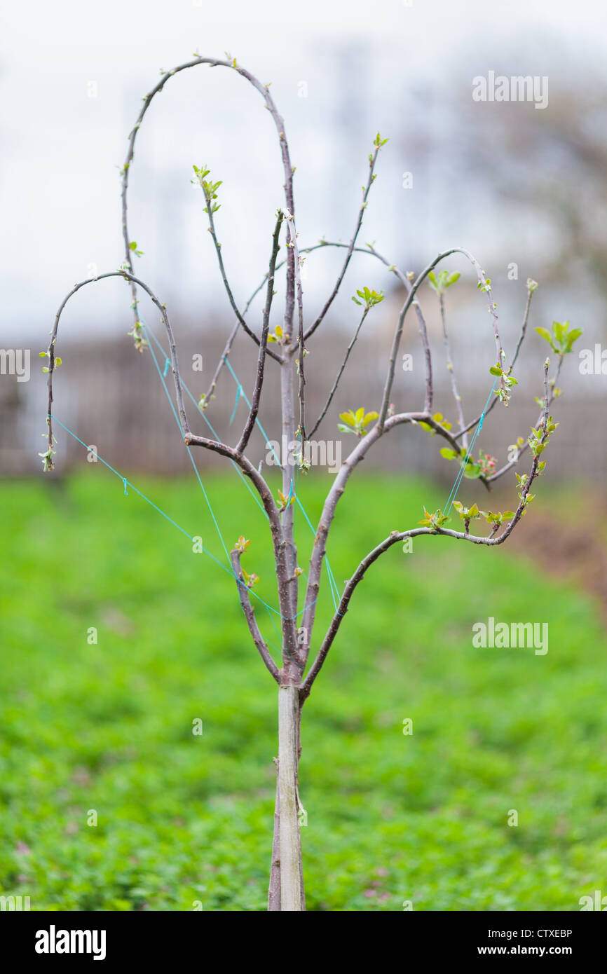 Closeup of an young apple tree with curved branches in an orchard on ...