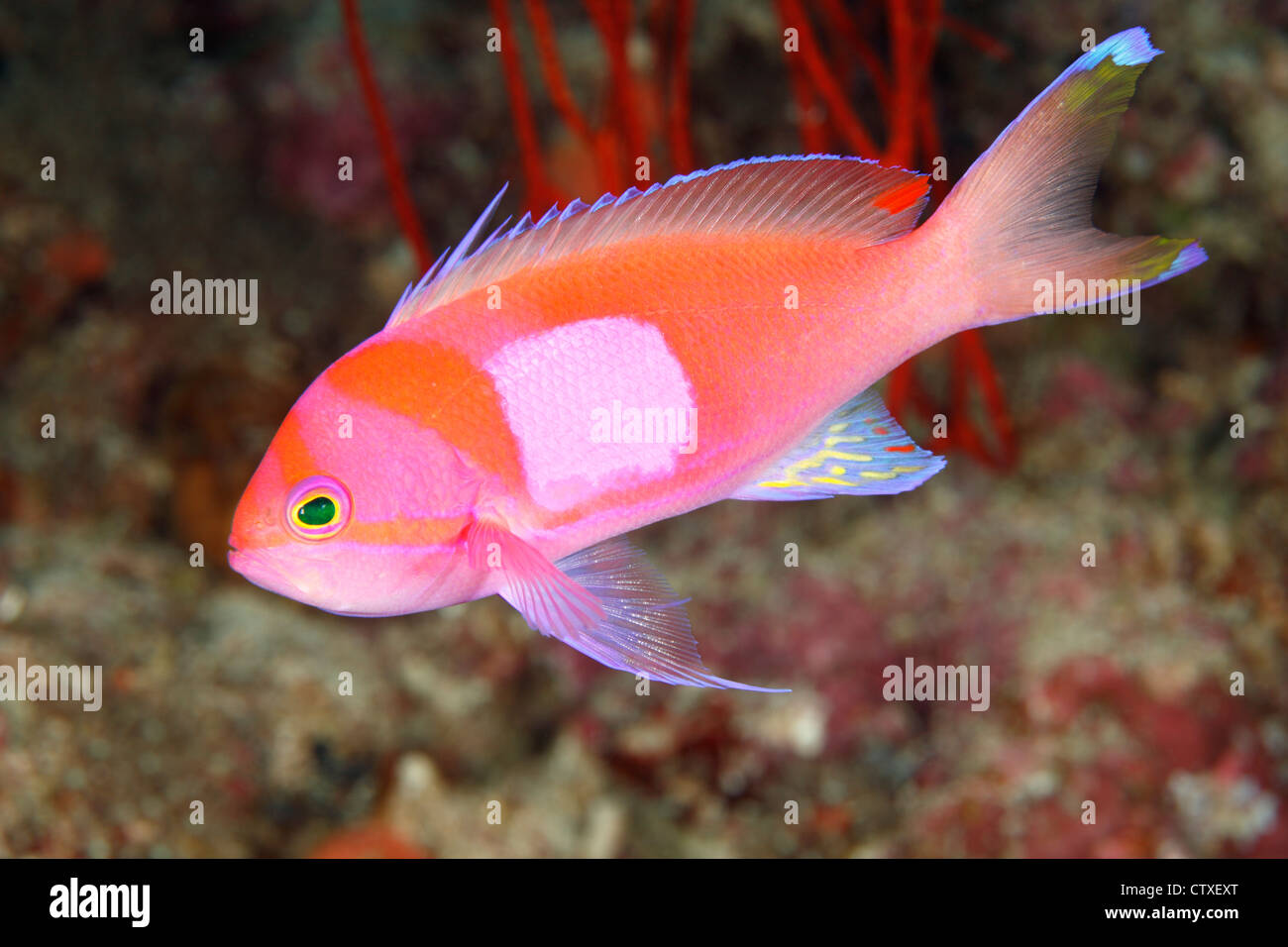 Most Beautiful Anthias For Your Saltwater Aquarium My Reef, 47% OFF