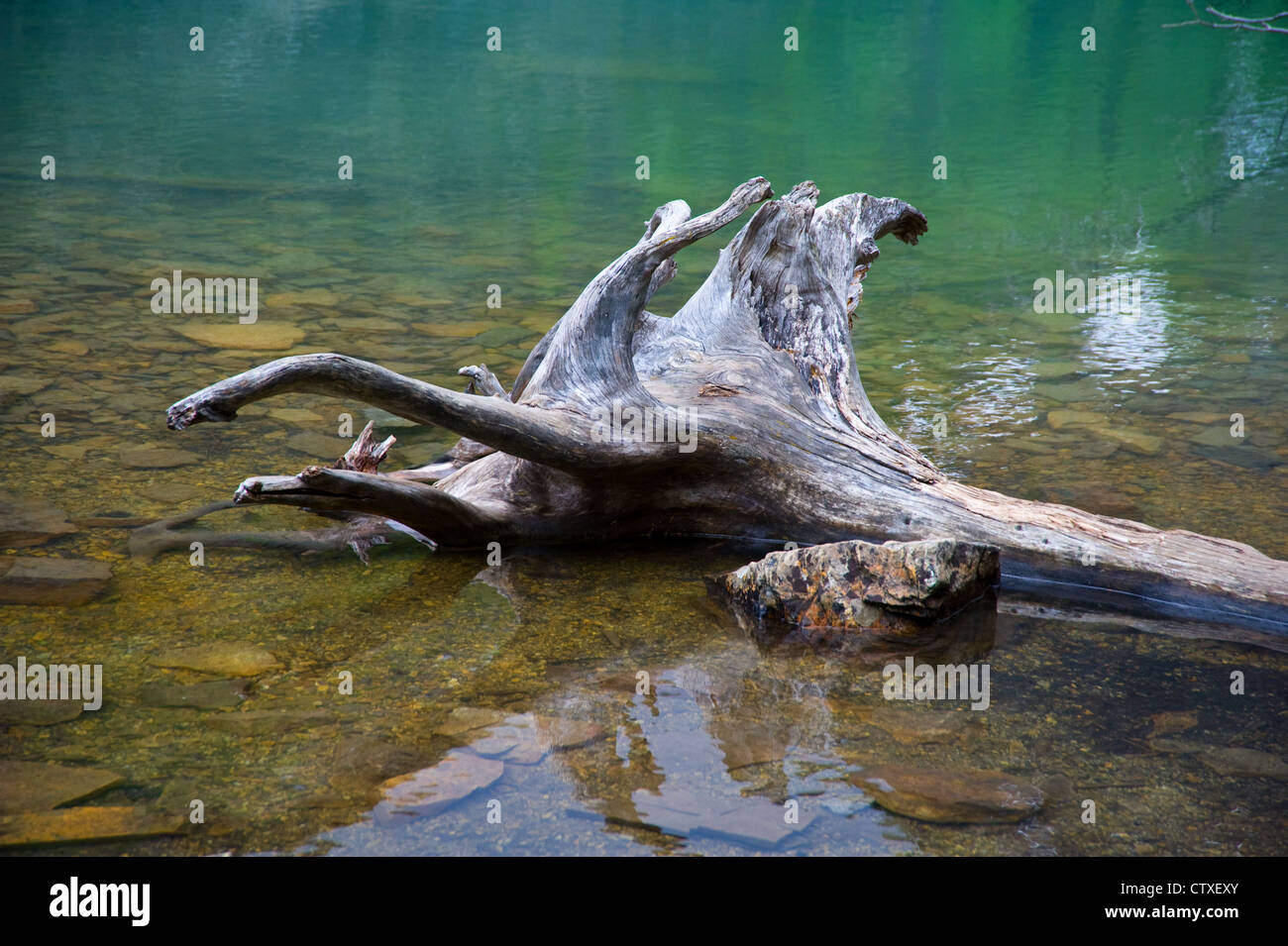 Banff National Park Alberta Canada wood tree root stem in lake Agnes ...