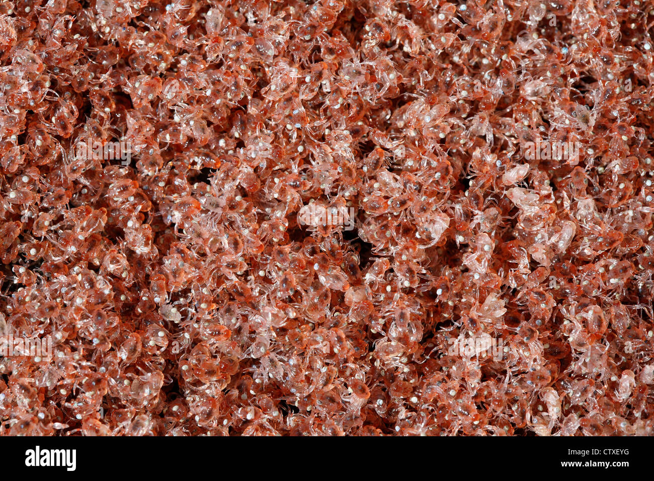 Prawn larvae hi-res stock photography and images - Alamy