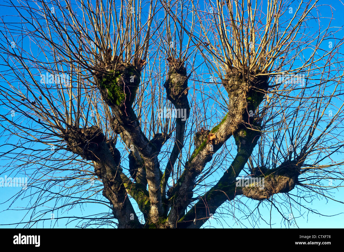 New growth on pollarded Tilleul trees - Indre-et-Loire, France Stock ...