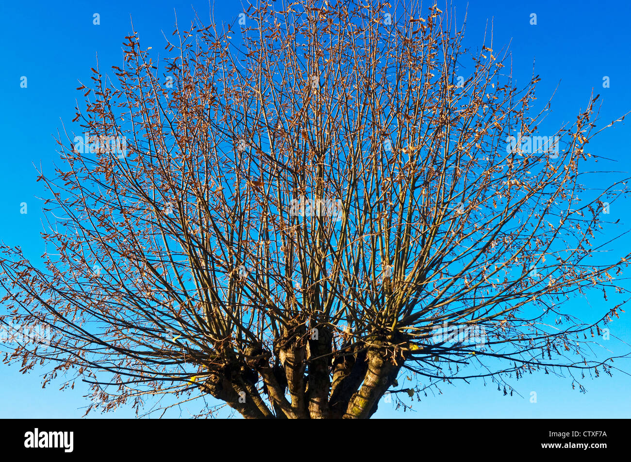 New growth on pollarded Tilleul trees - Indre-et-Loire, France Stock ...