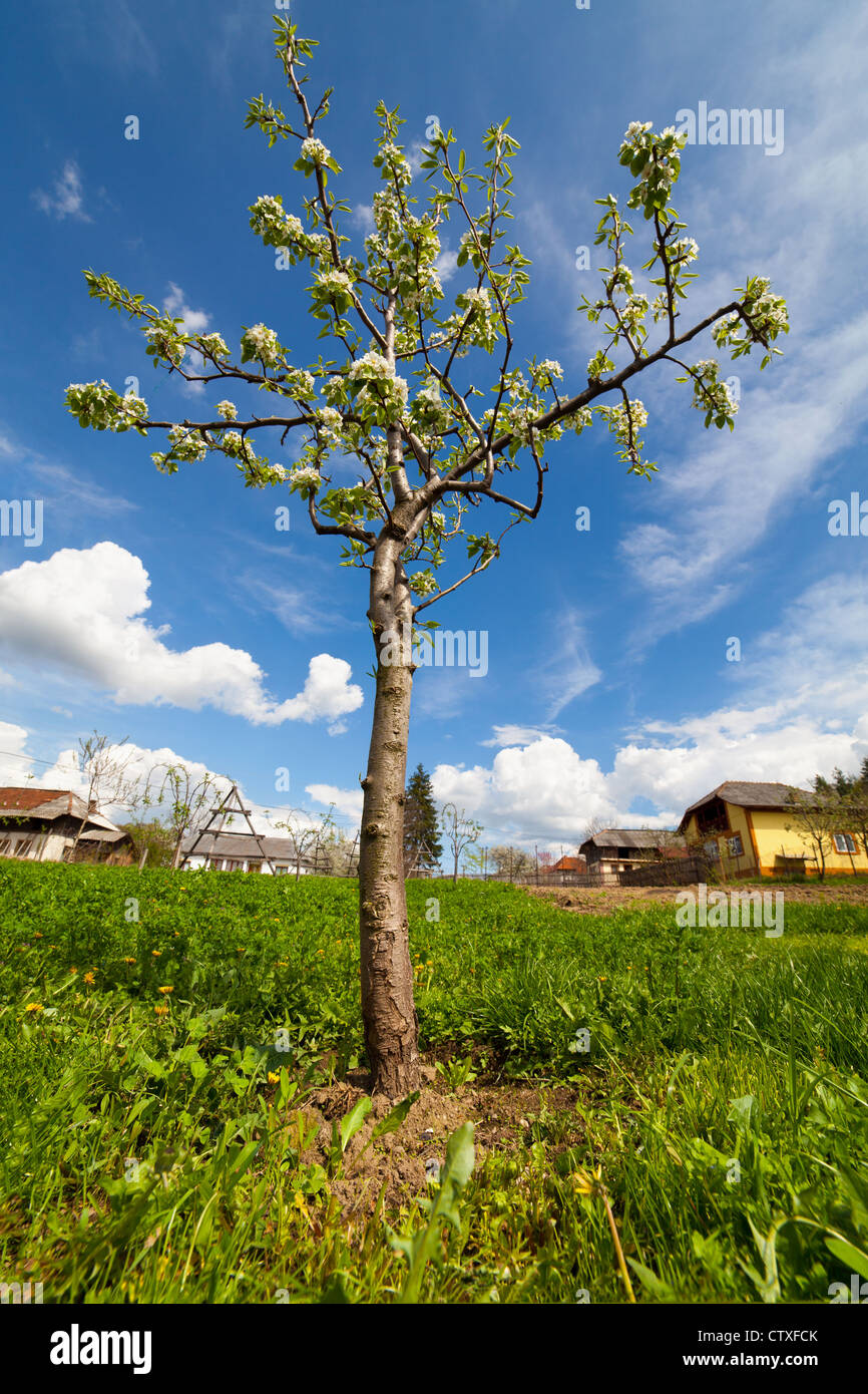 Landscape with pear tree in a garden under blue sky Stock Photo - Alamy