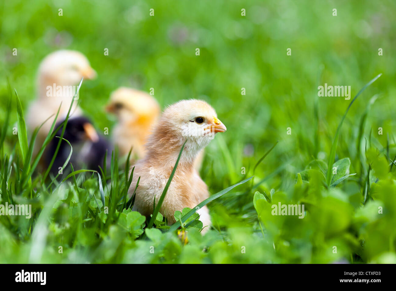 Closeup of a group of cute baby chicks in grass Stock Photo - Alamy