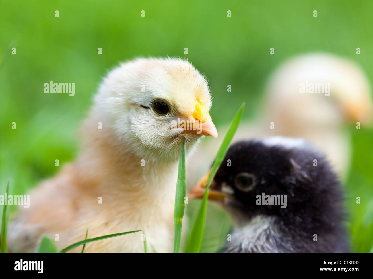 Closeup of a group of cute baby chicks in grass Stock Photo - Alamy
