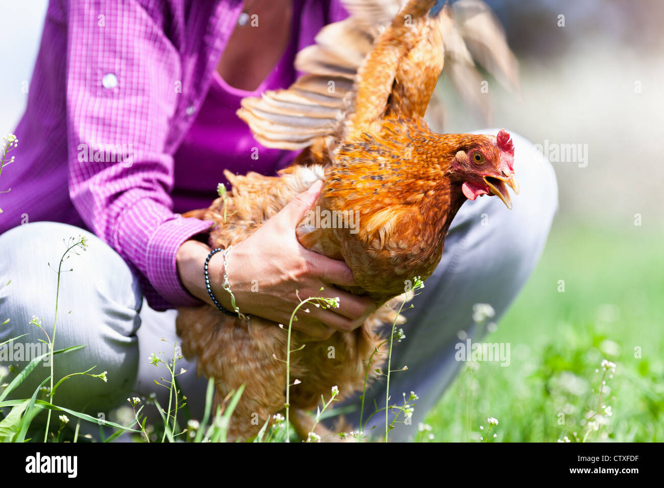Chicken catch hi-res stock photography and images - Alamy