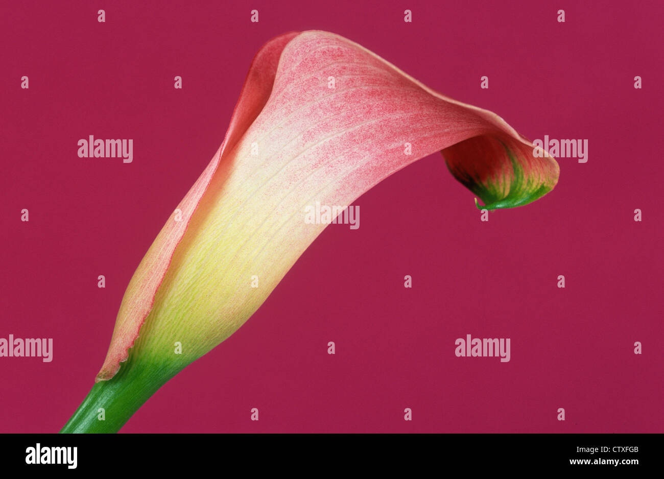 Single Zantedeschia flower (Calla lily Stock Photo - Alamy