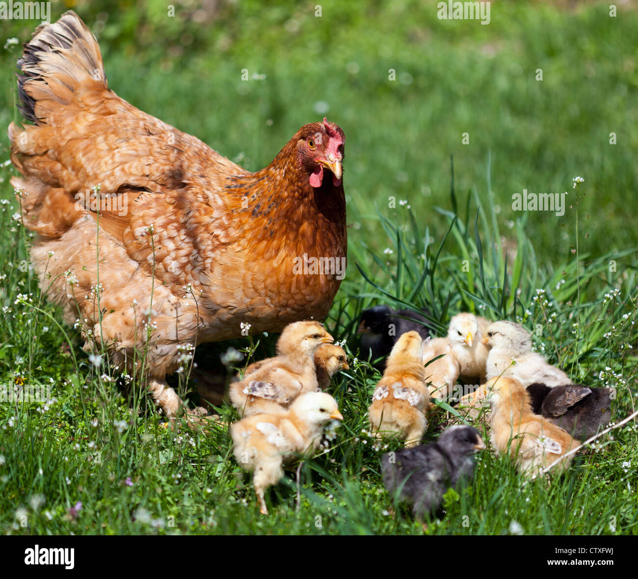 Closeup of a mother chicken with its baby chicks in grass Stock Photo ...