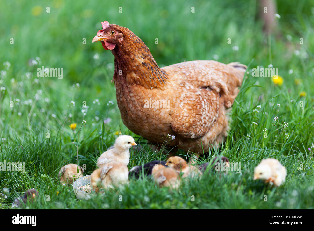 Closeup of a mother chicken with its baby chicks in grass Stock Photo ...