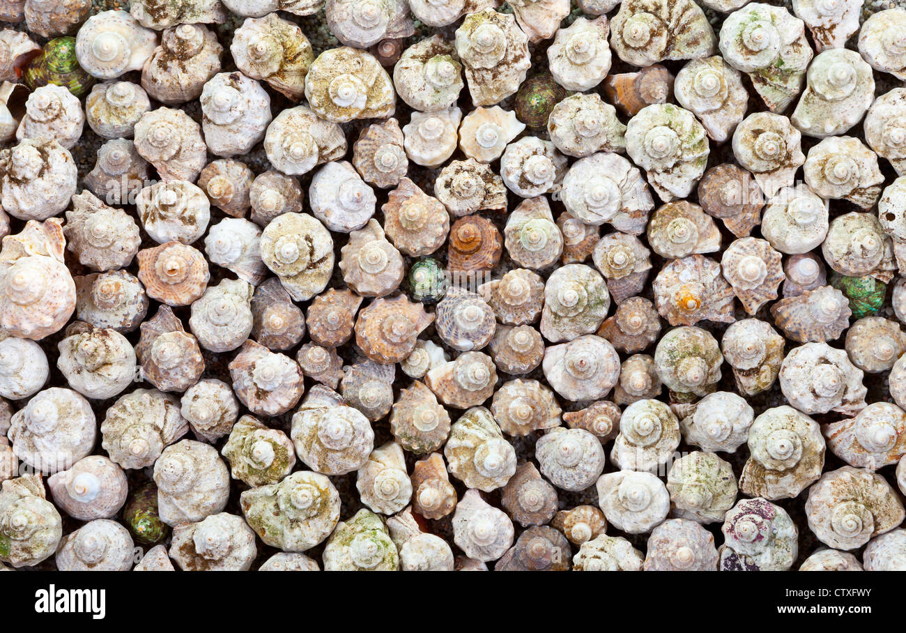 Colorful natural-looking seashells placed side by side. Sea shells ...