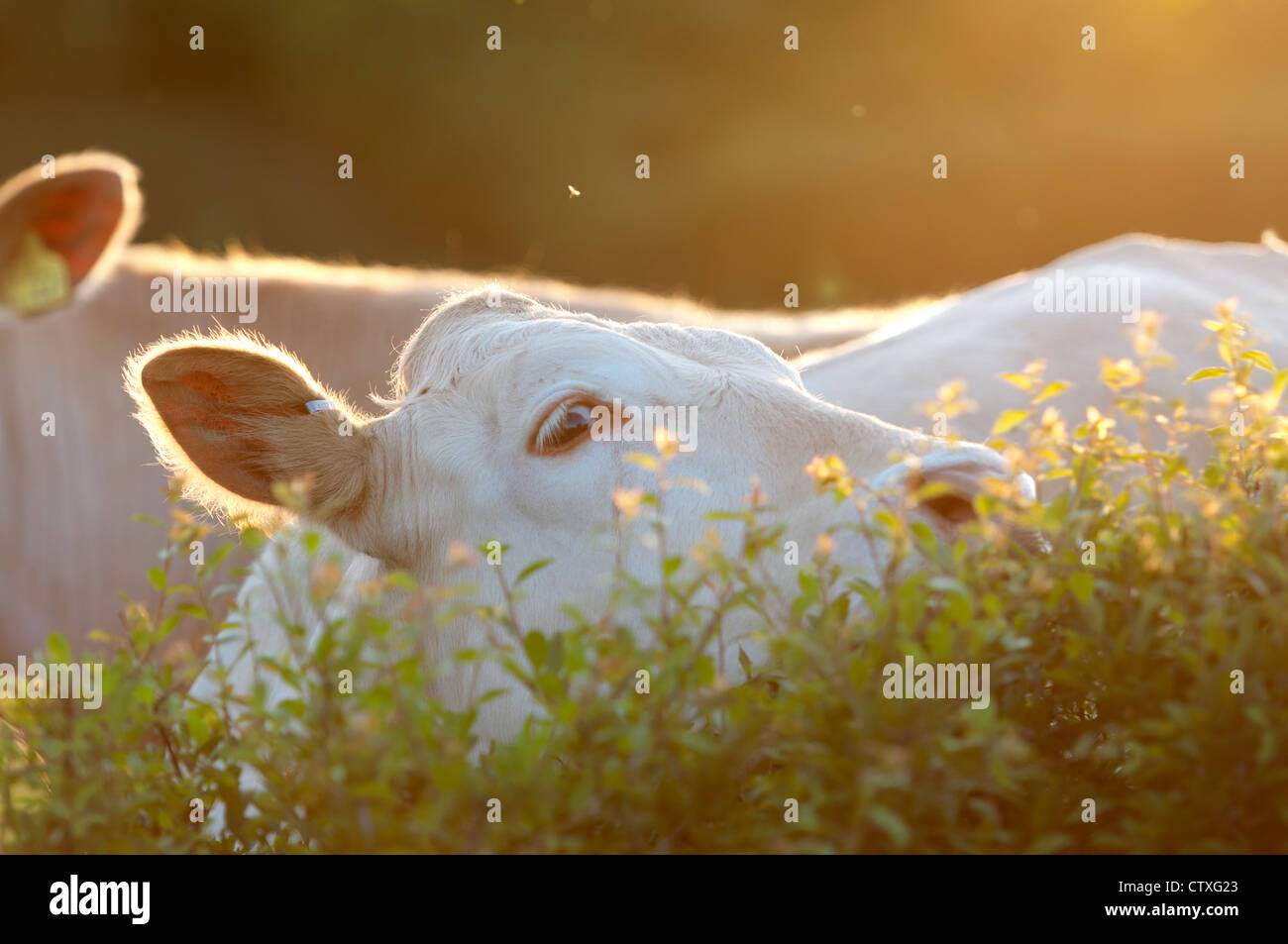 Cow looking back hi-res stock photography and images - Alamy