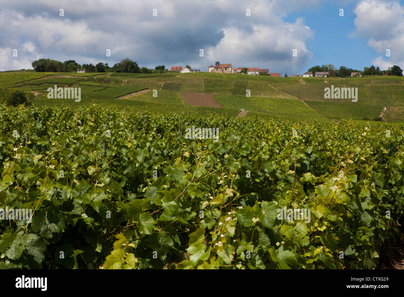 vineyard in champagne, France Stock Photo - Alamy