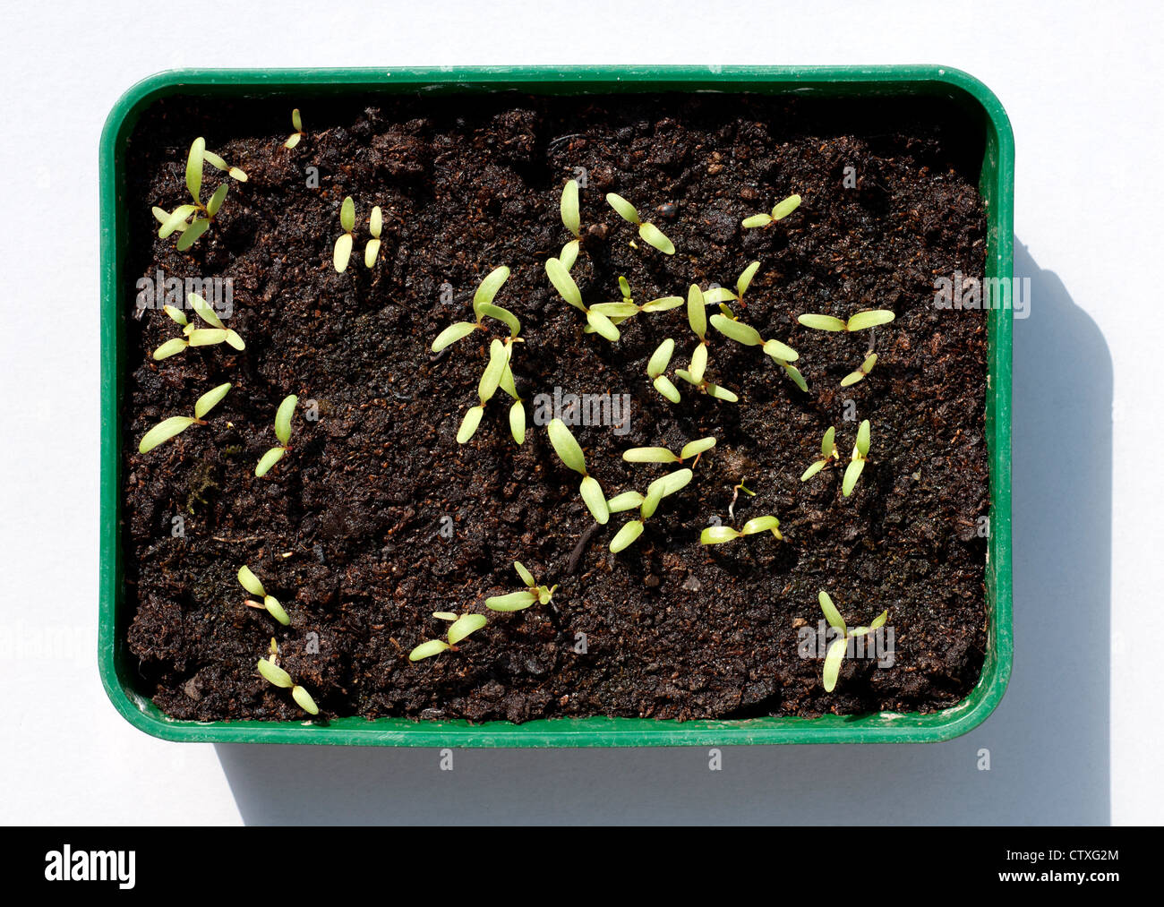 Spinach Seeds Germination Germinating Green Spinach And Green Pepper