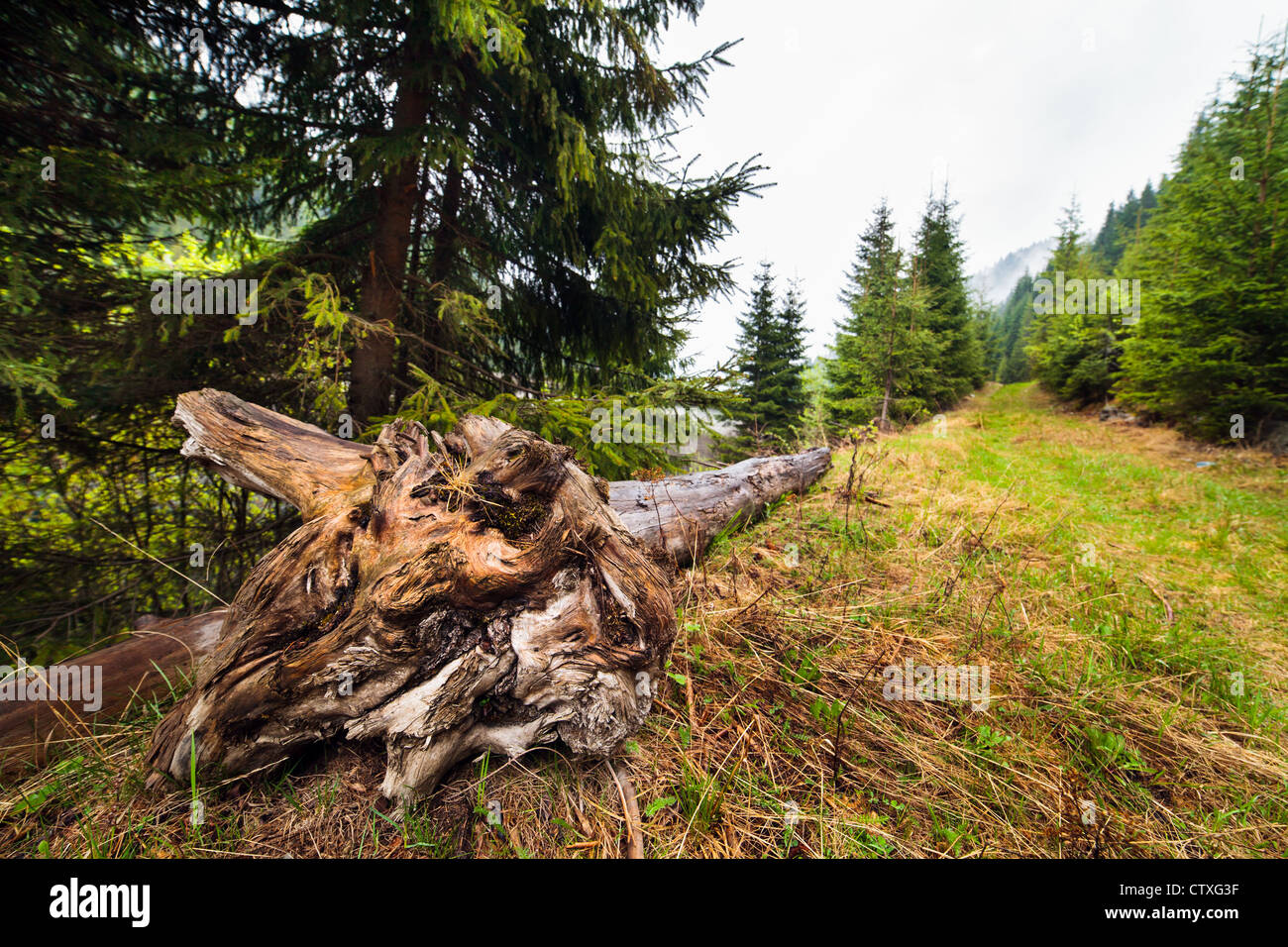 Uprooted timber hi-res stock photography and images - Alamy