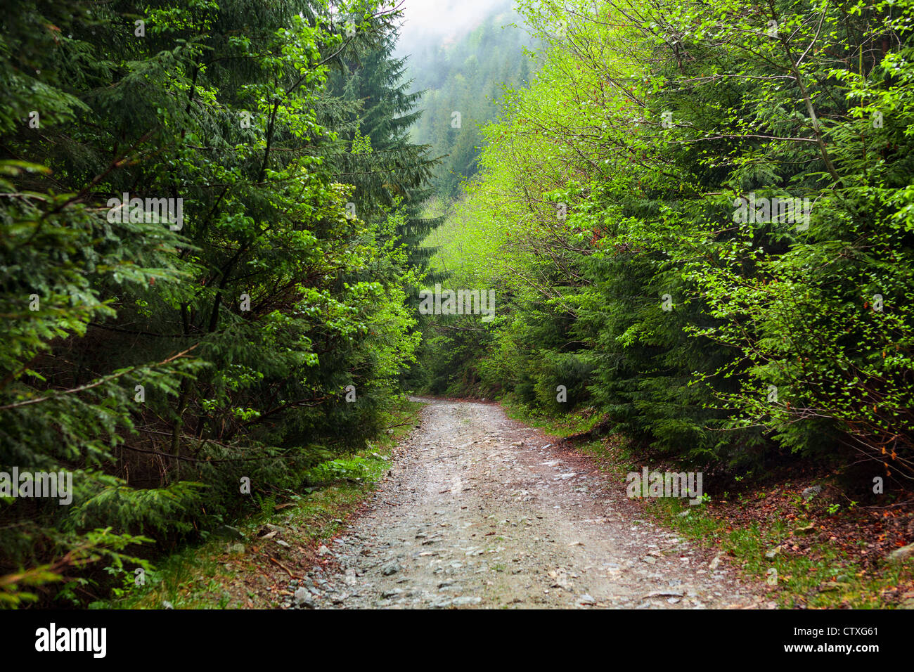 Landscape with a road through forest Stock Photo - Alamy