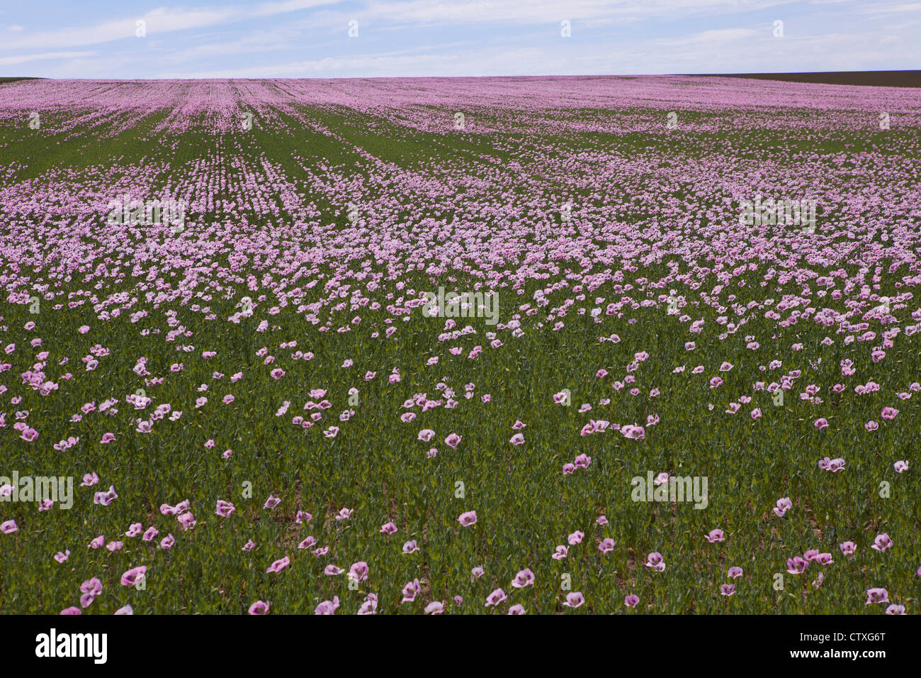 French wild flowers hi-res stock photography and images - Alamy