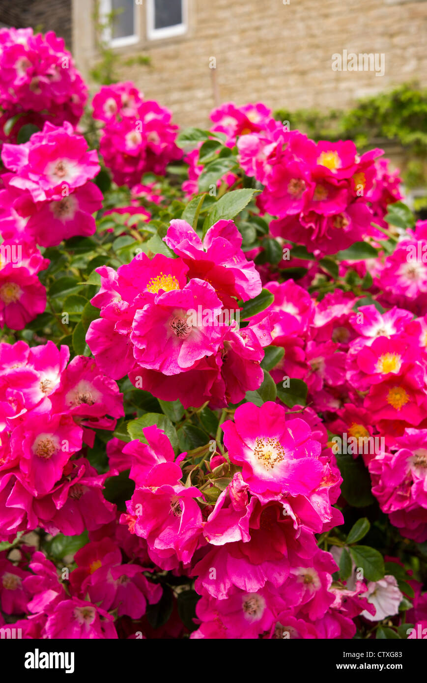 Pink rambler roses in June (Probably 'American Pillar') in an English ...