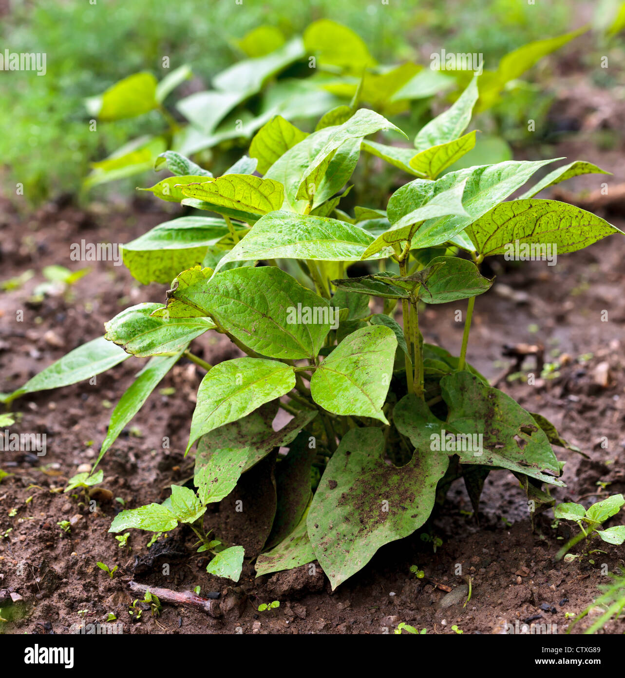 Broad beans plant hi-res stock photography and images - Alamy
