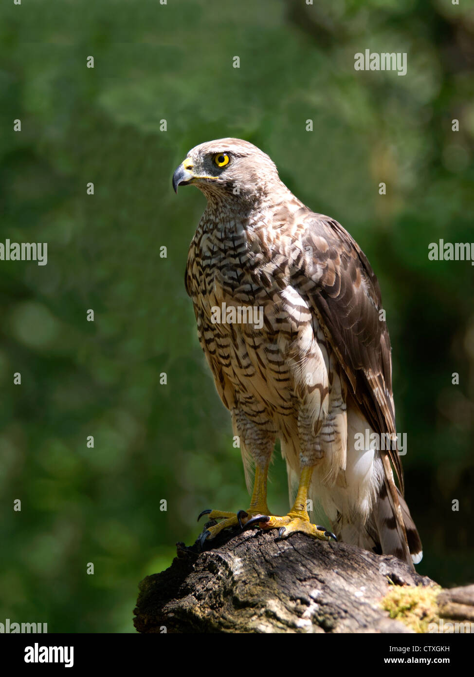 Perched goshawk hi-res stock photography and images - Alamy