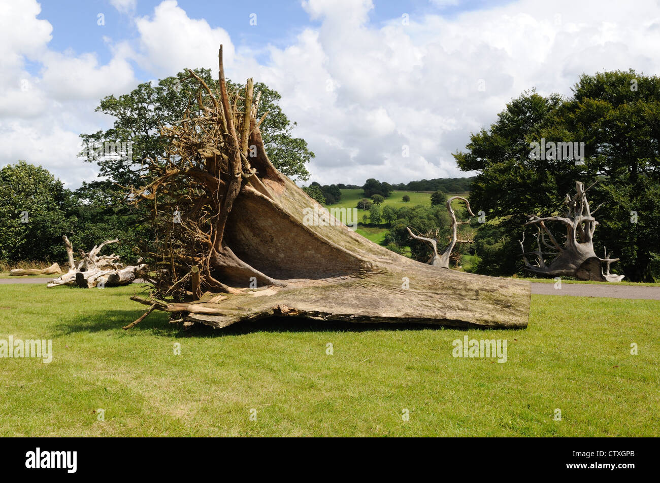 Ghost Forest Trees at The national Botanical Gardens of Wales ...