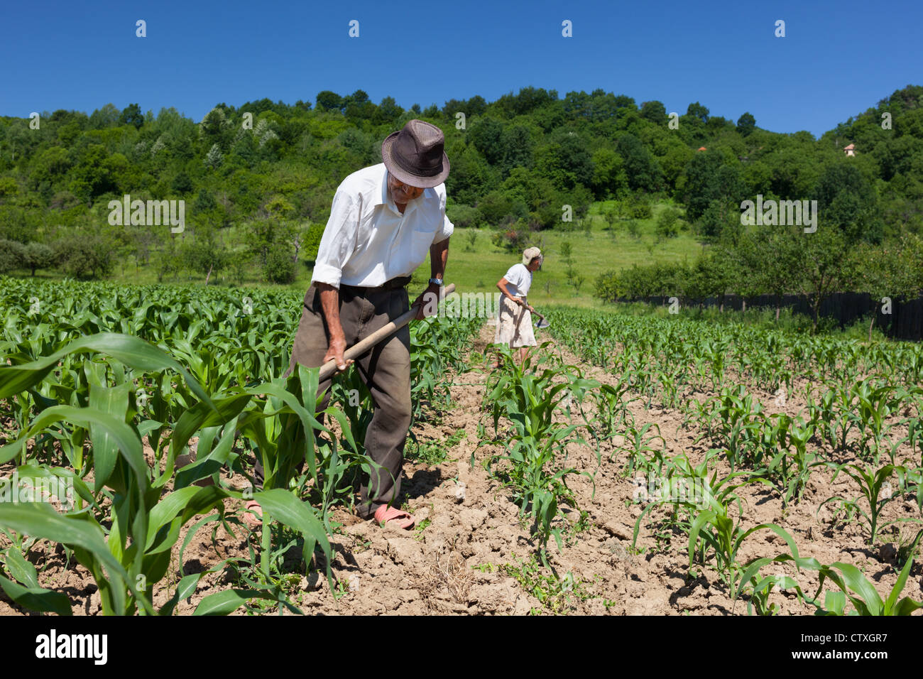 Family of rural workers weeding on the corn field with the forest in ...