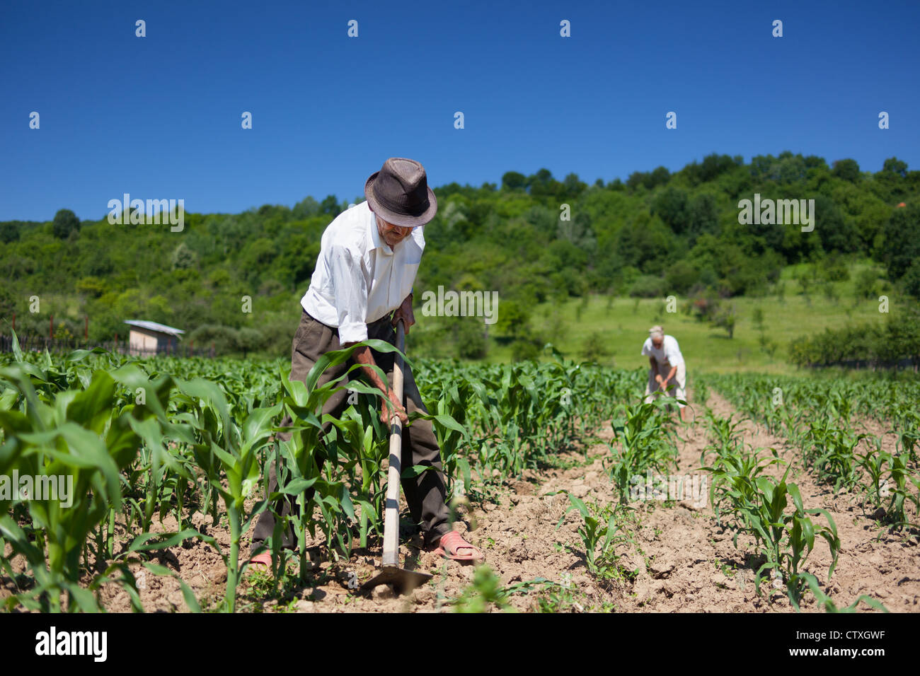Family of rural workers weeding on the corn field with the forest in ...